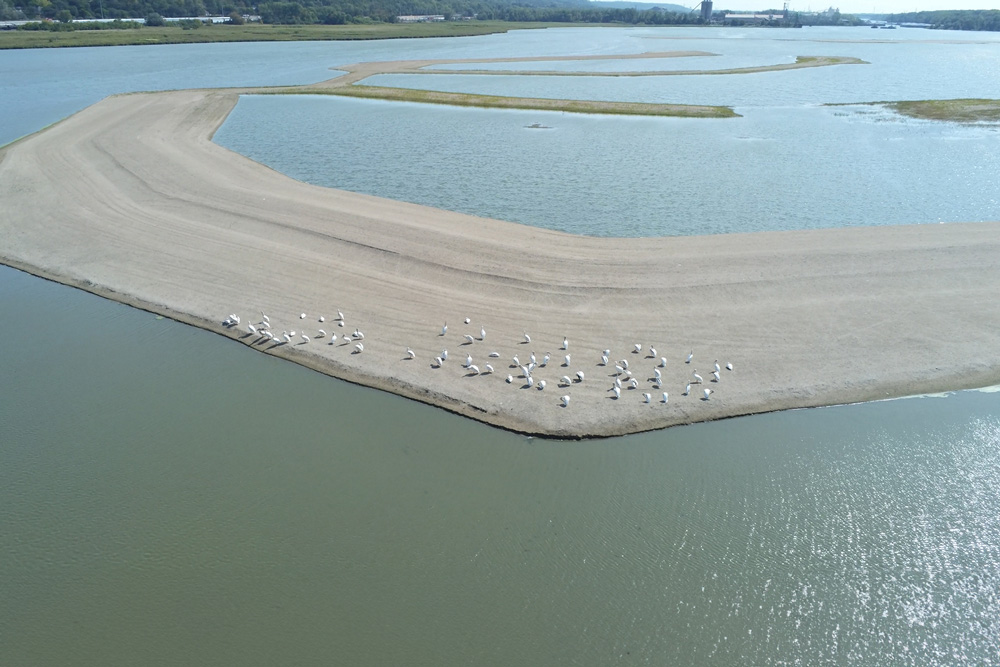 Pigs Eye Lake Restoration Project | Success Stories | BU